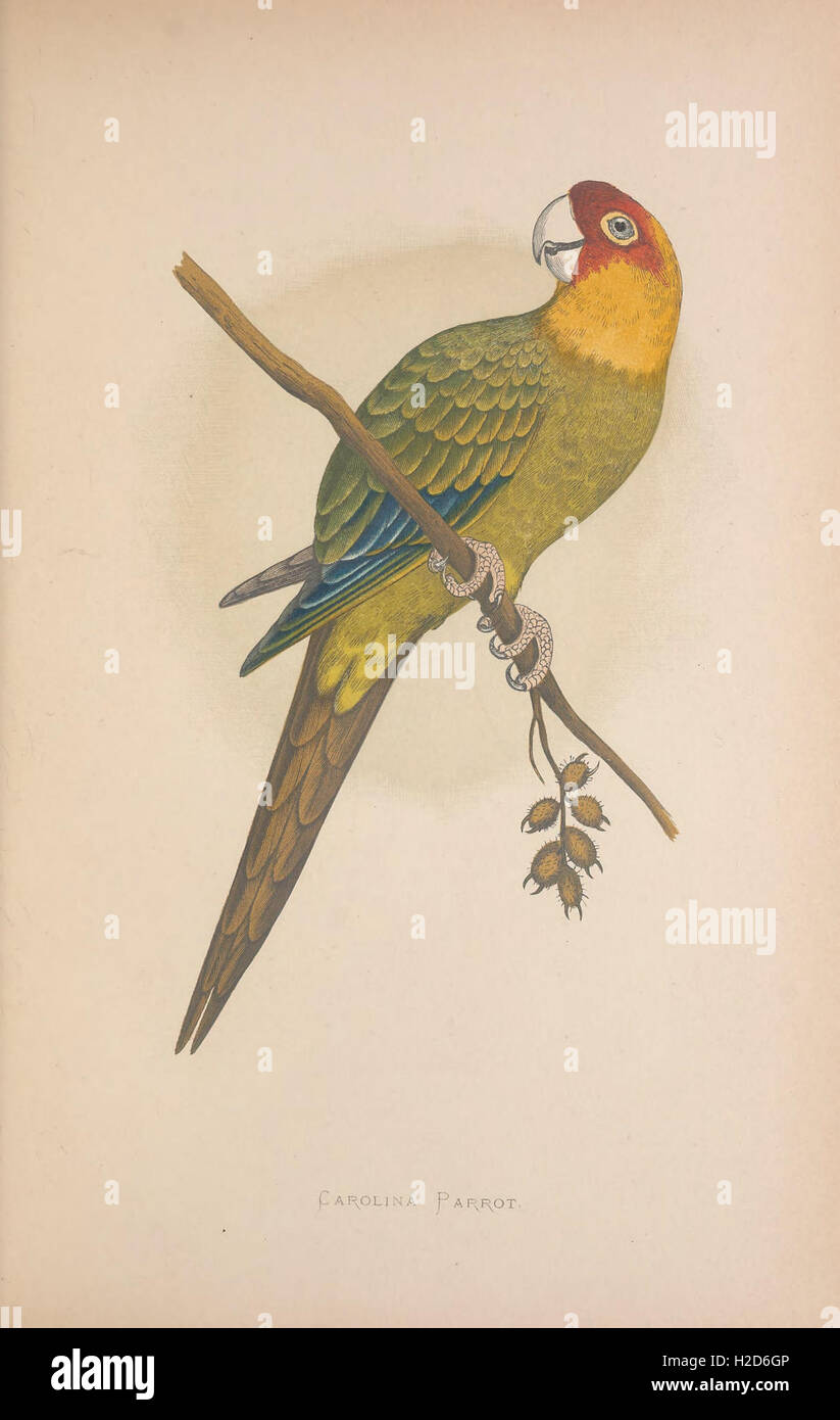 An illustration of parrots in captivity, showing their behavioral ...