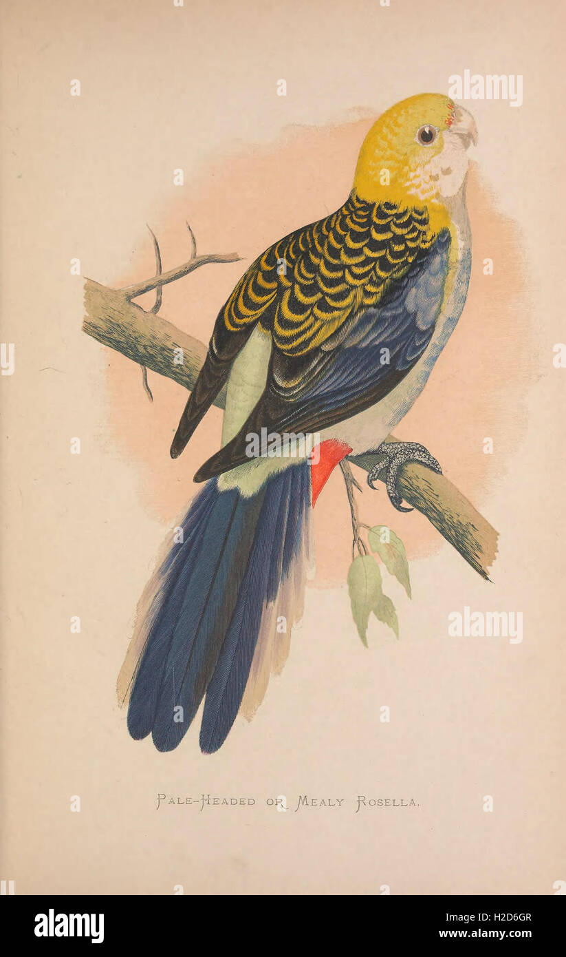 This document focuses on various species of parrots kept in captivity ...