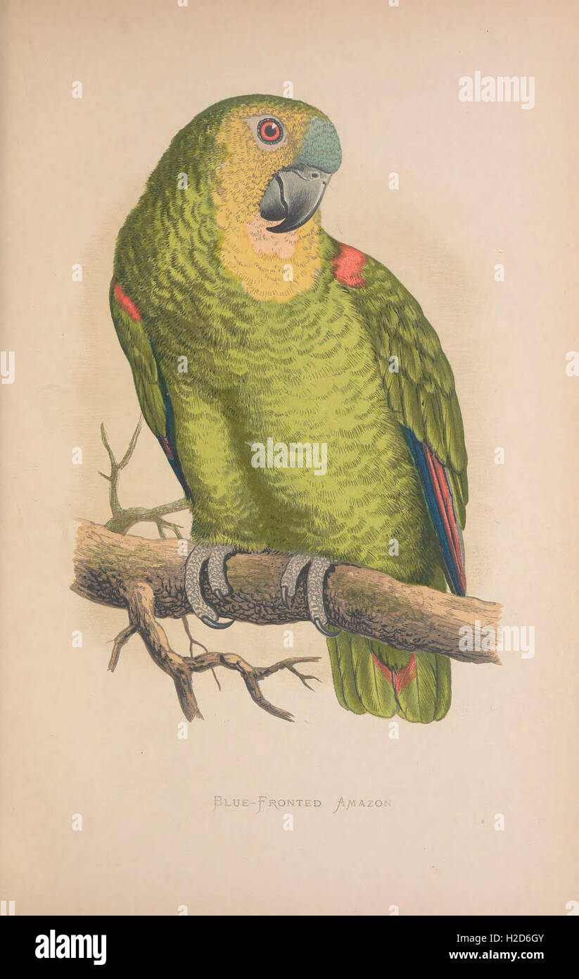 This work focuses on the care and study of parrots kept in captivity ...