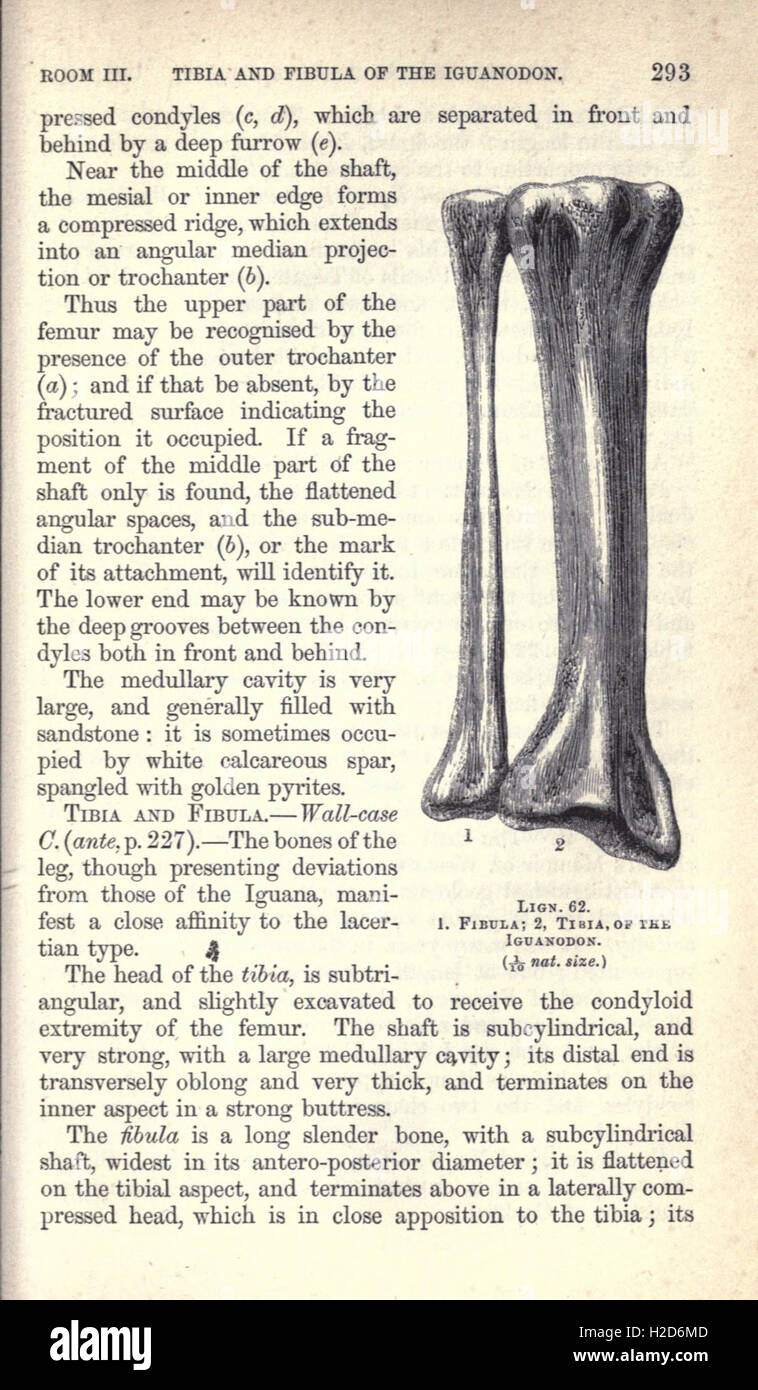 This book provides a guide to petrified organic remains housed in the ...