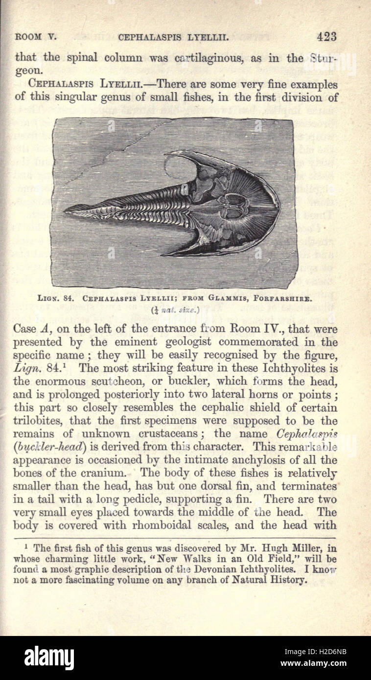 A guide to the petrified remains on display at the British Museum ...