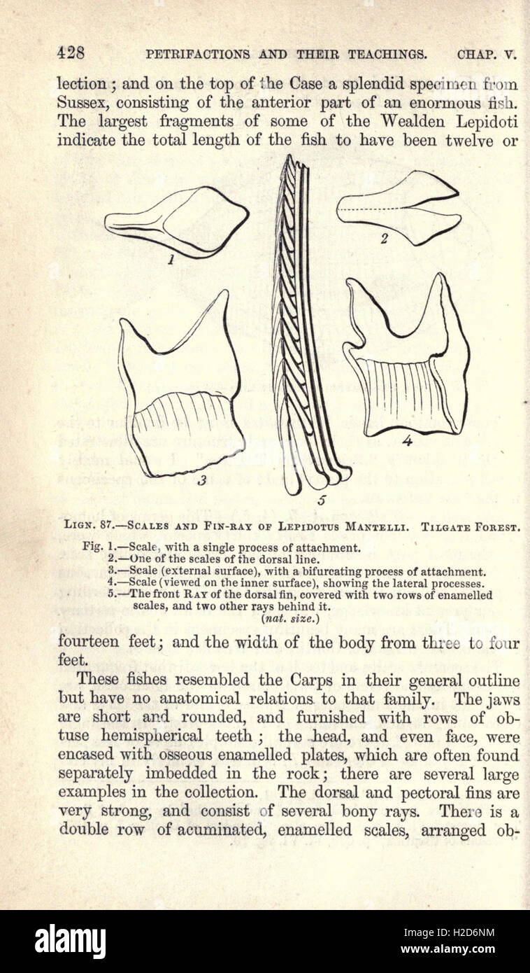 This guide to fossils and petrifactions in the British Museum provides ...