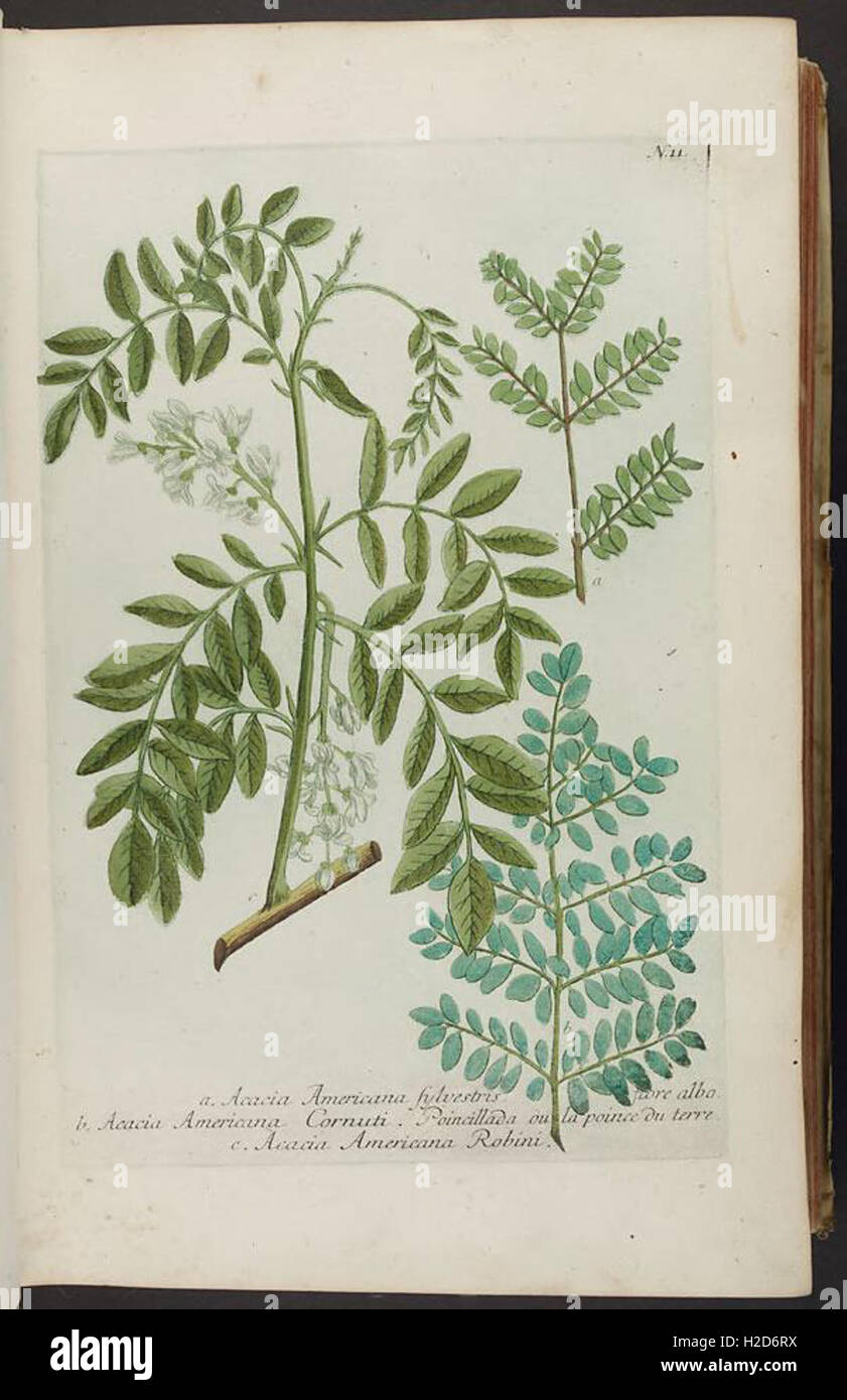 A botanical work focused on the illustration and classification of ...