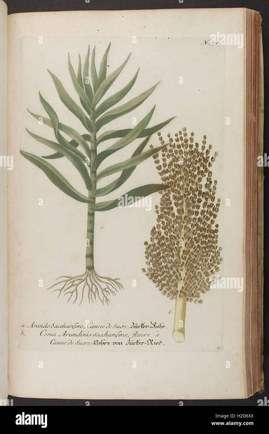 An illustrated botanical work depicting thousands of plant species ...