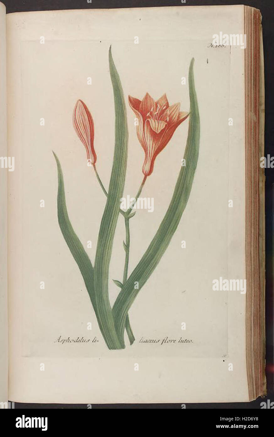 This botanical work provides detailed illustrations and descriptions of ...
