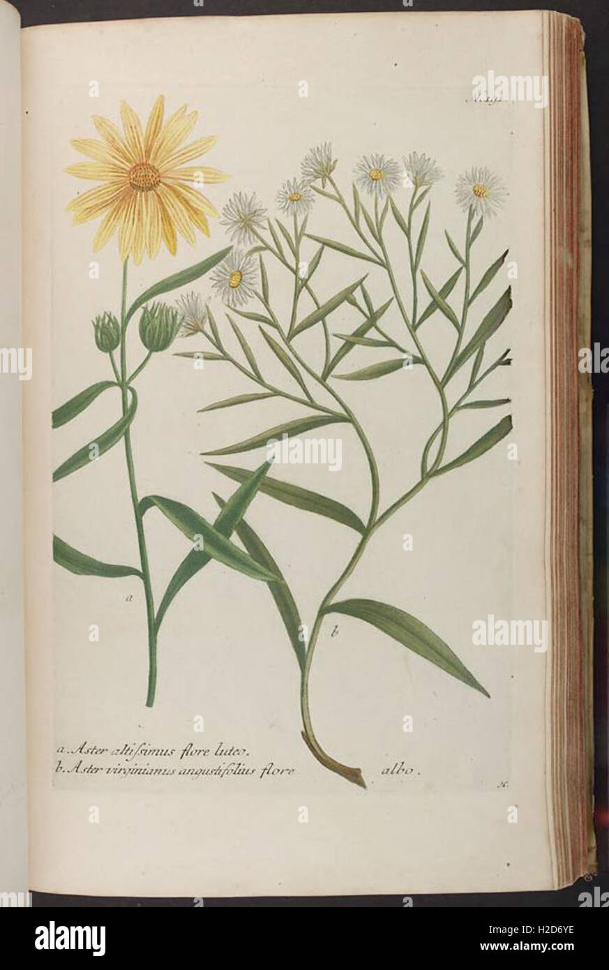This work presents illustrations of various plant species, focusing on ...