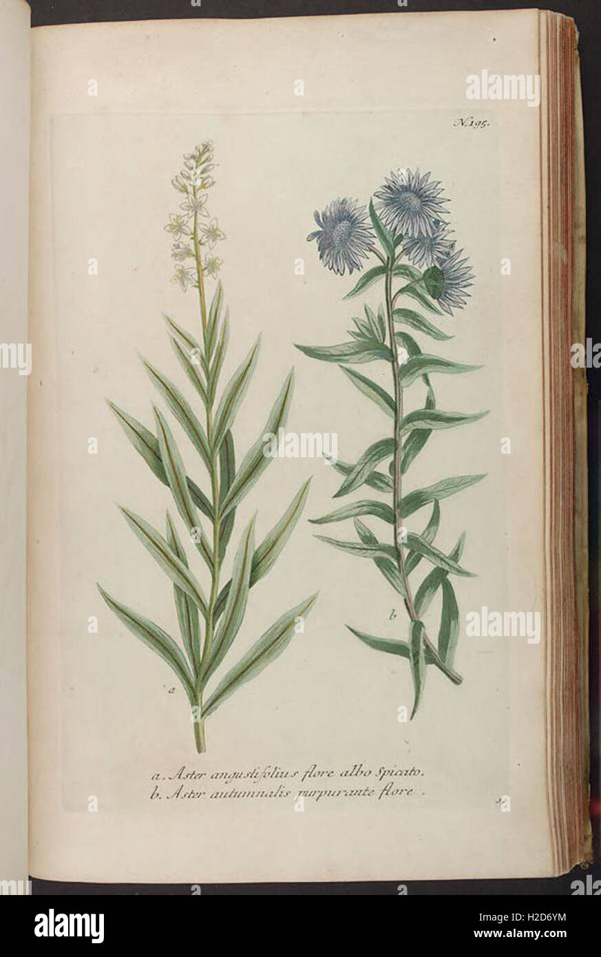 A botanical publication featuring detailed illustrations and ...
