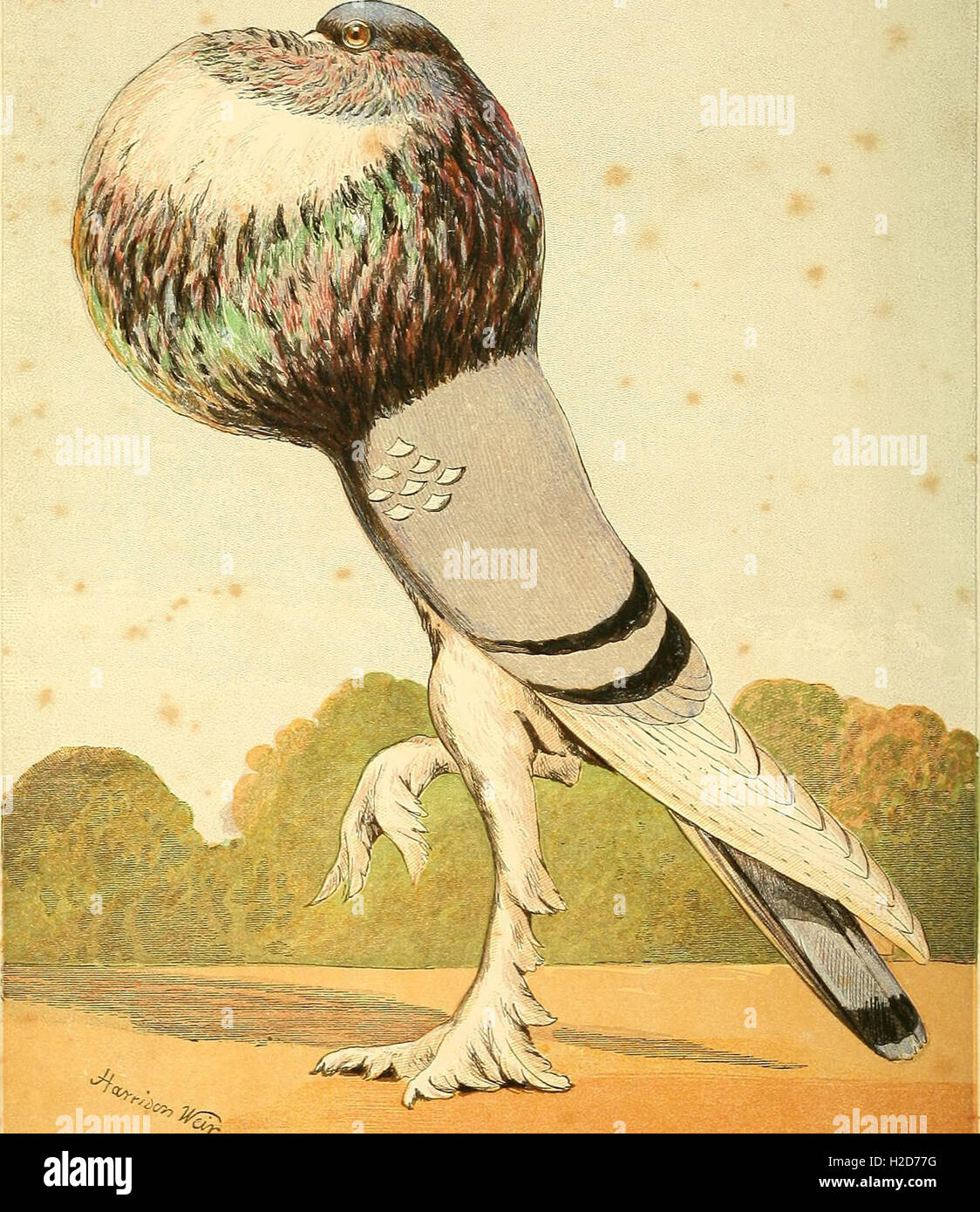 Pigeons varieties hi-res stock photography and images - Alamy