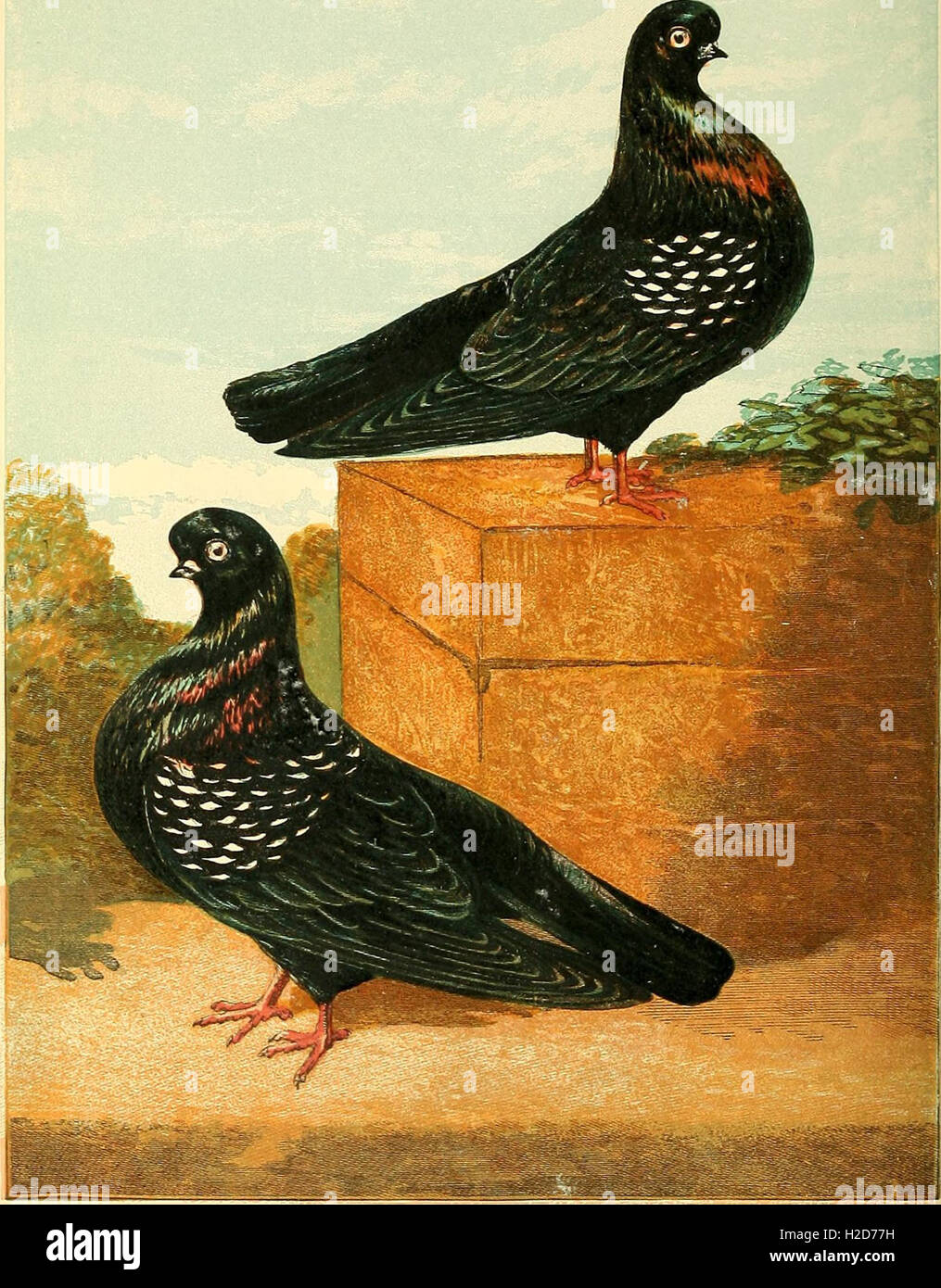 A comprehensive study of pigeons, detailing their physical structure ...