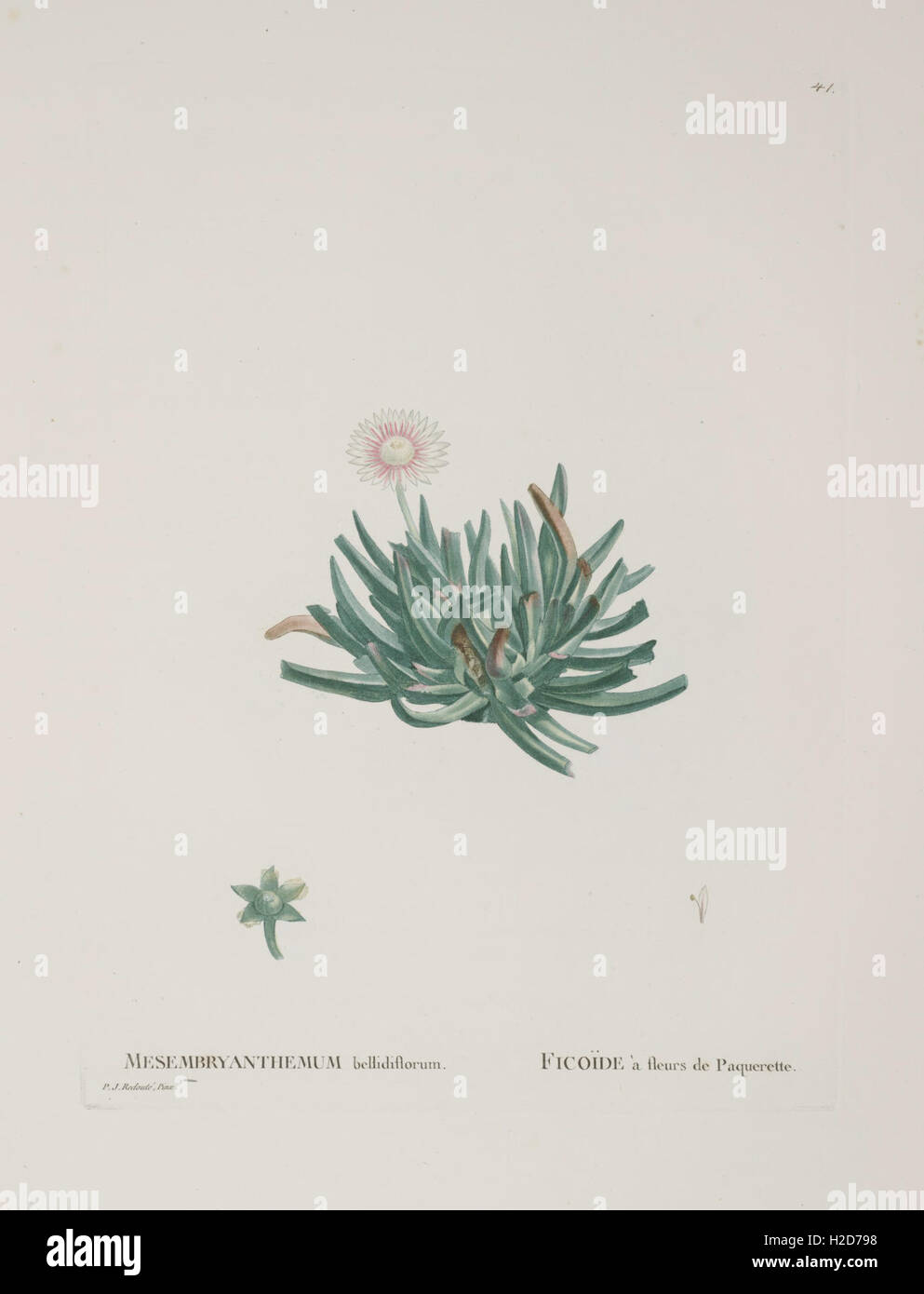 This work is a detailed botanical illustration of succulent plants ...