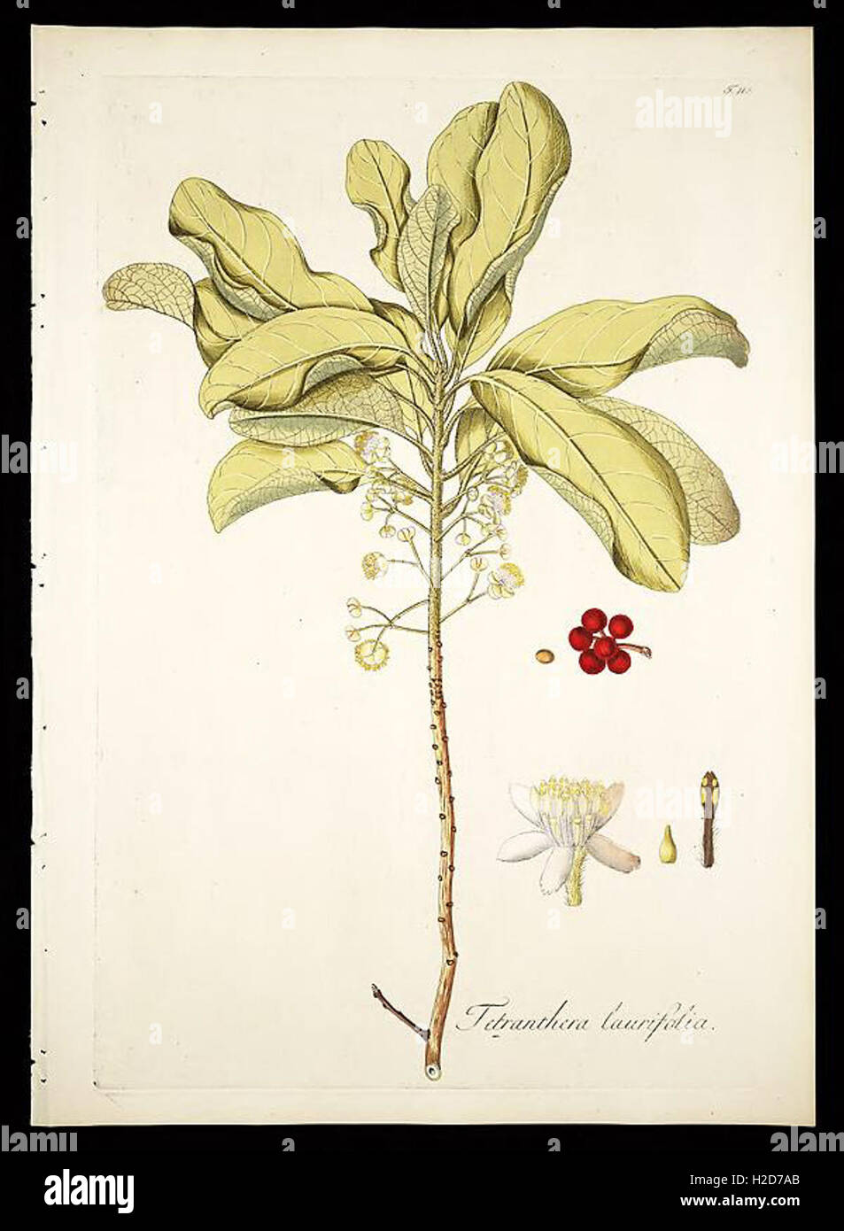 A botanical work detailing rare plants from the Imperial Garden of ...