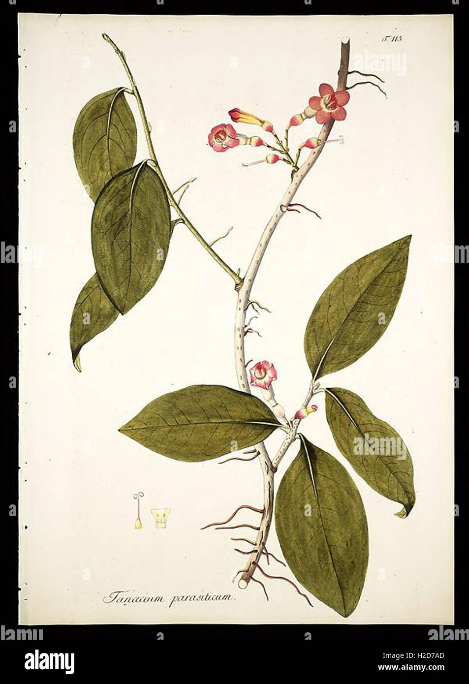 A botanical work describing rare plants from the Schönbrunn Royal ...