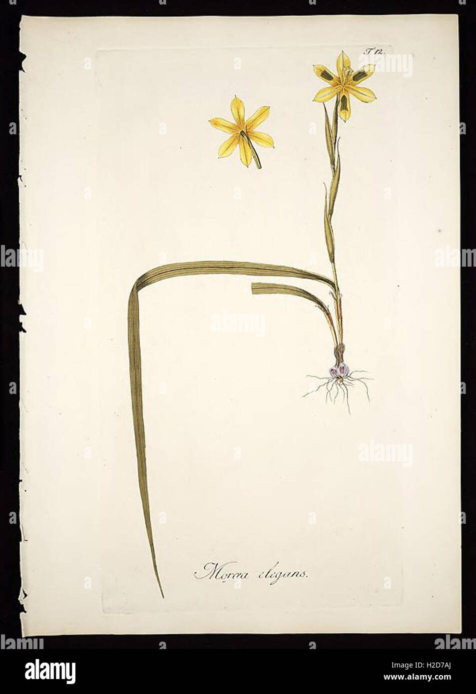 A botanical catalog and illustrated work focusing on rare plant species ...