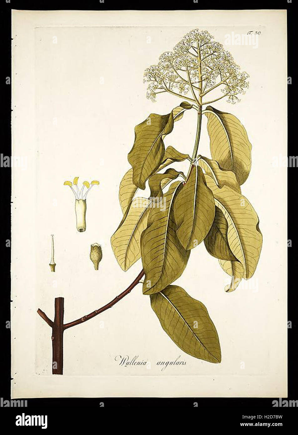 A botanical work describing and illustrating rare plants from the ...
