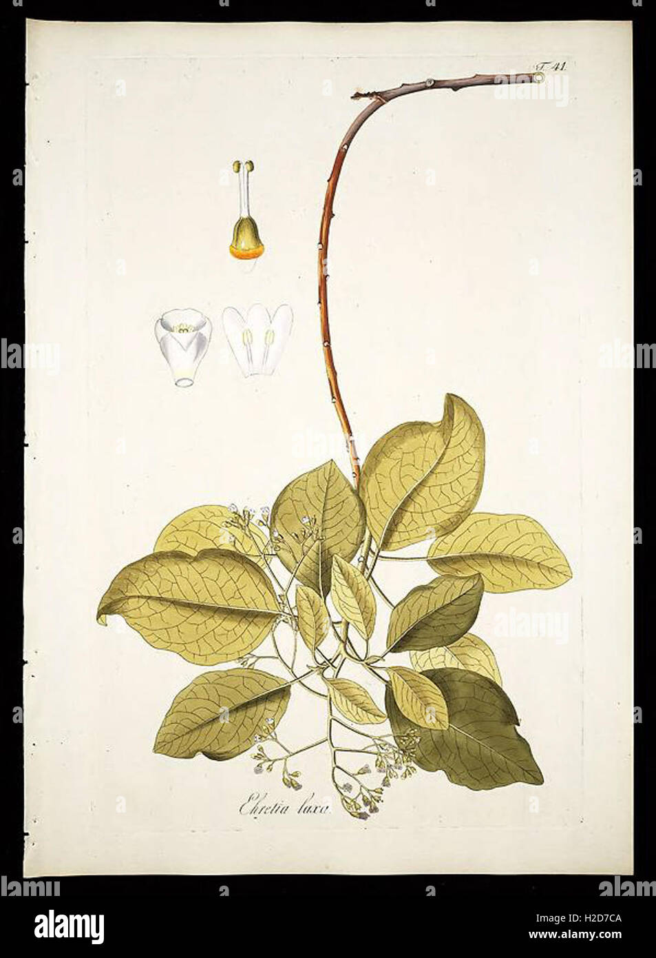 This work provides descriptions and illustrations of rare plants from ...