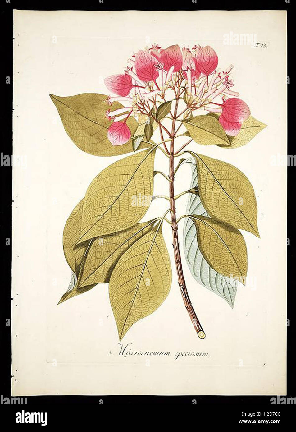 This work provides detailed descriptions and illustrations of rare ...