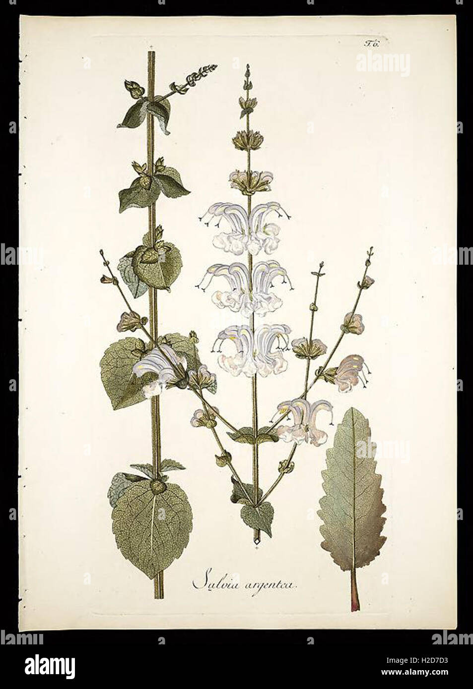 A botanical work detailing rare plants from the Imperial Garden of ...