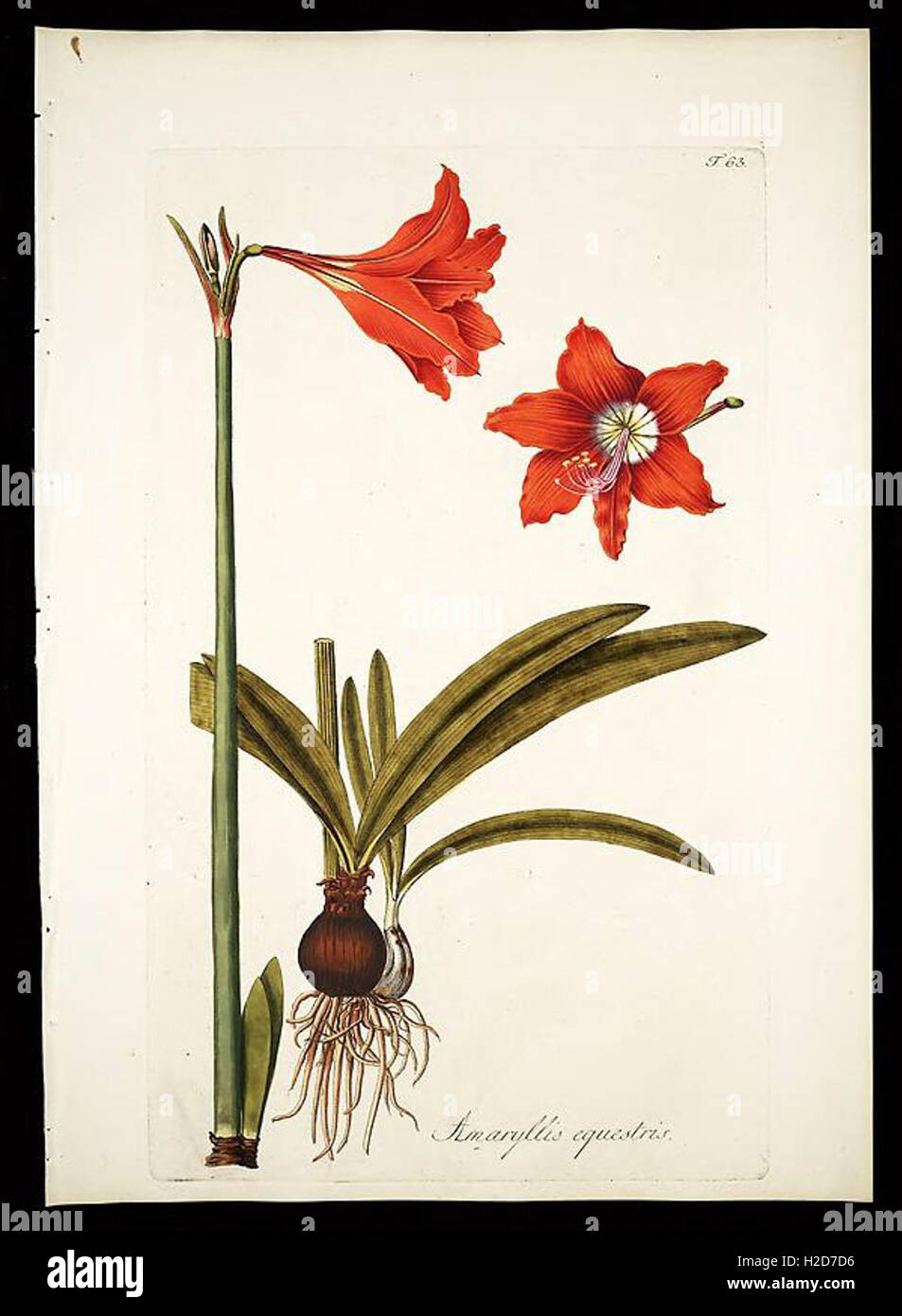 This work features detailed descriptions and illustrations of rare ...