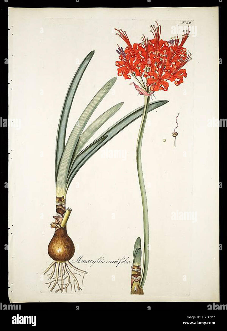 A botanical work describing and illustrating rare plants from the ...