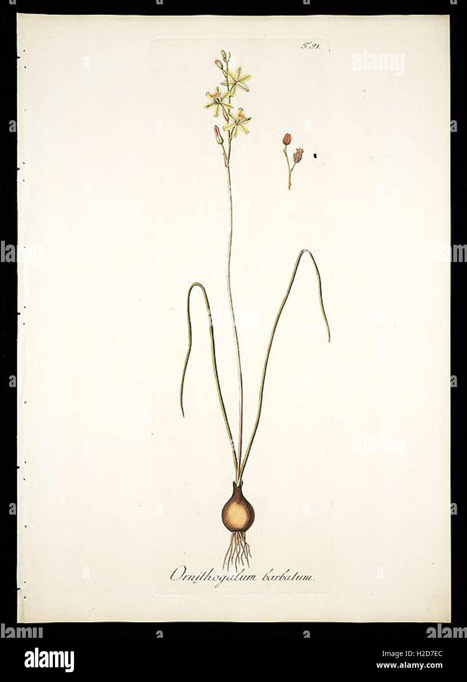 A continuation of the botanical catalog of rare plant species from the ...