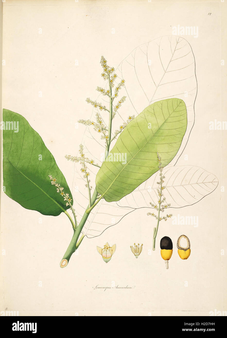 This work features plants native to the coastal region of Coromandel ...