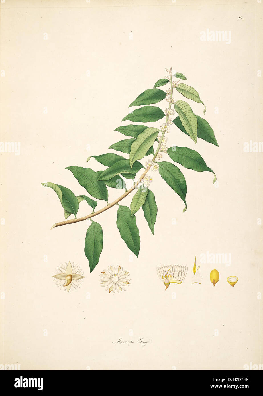 Plants of the coast of Coromandel (Plate 14 Stock Photo - Alamy