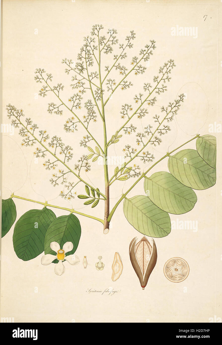 Plants of the coast of Coromandel (Plate 17 Stock Photo - Alamy