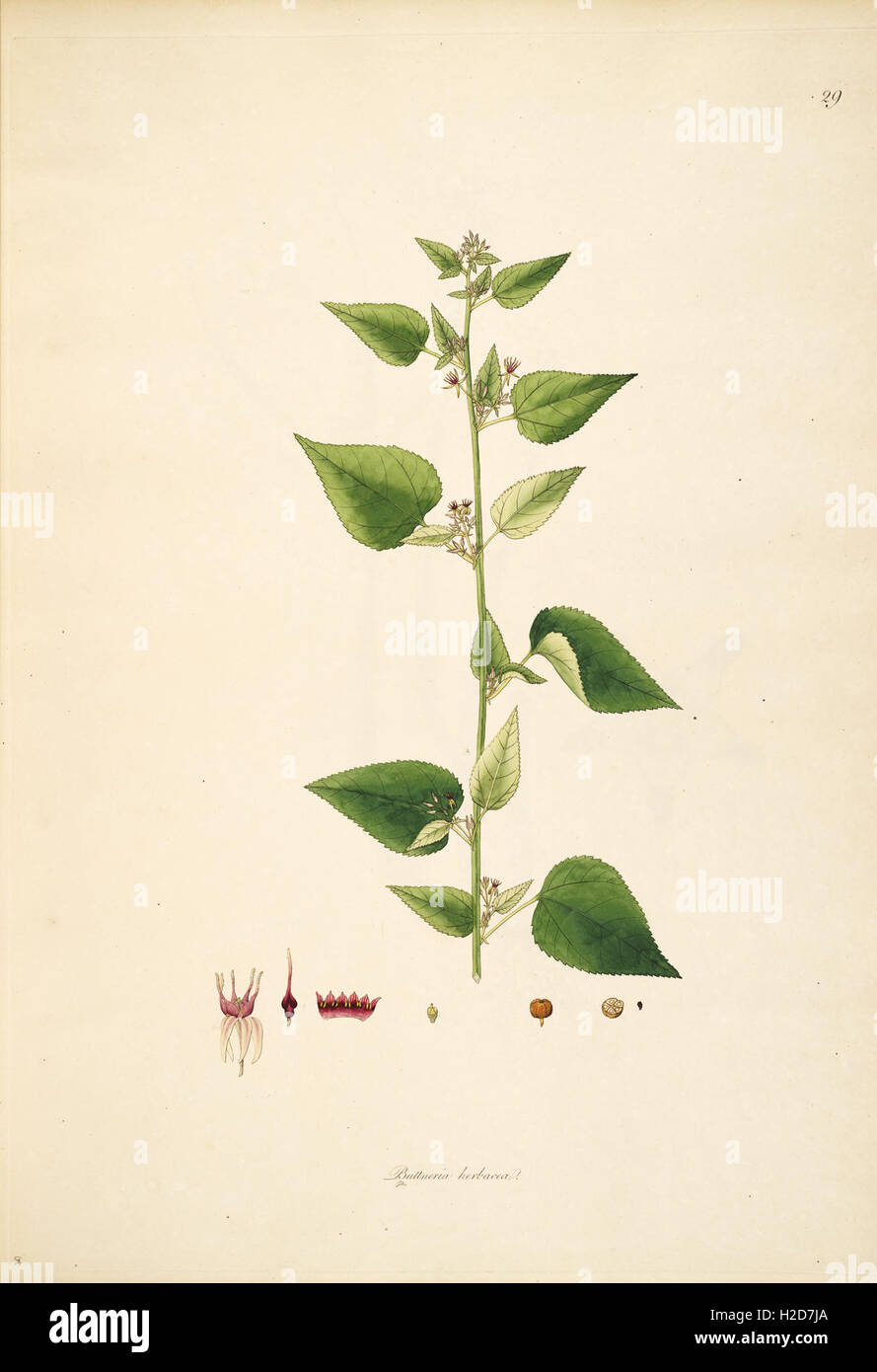 Plants of the coast of Coromandel (Plate 29 Stock Photo - Alamy
