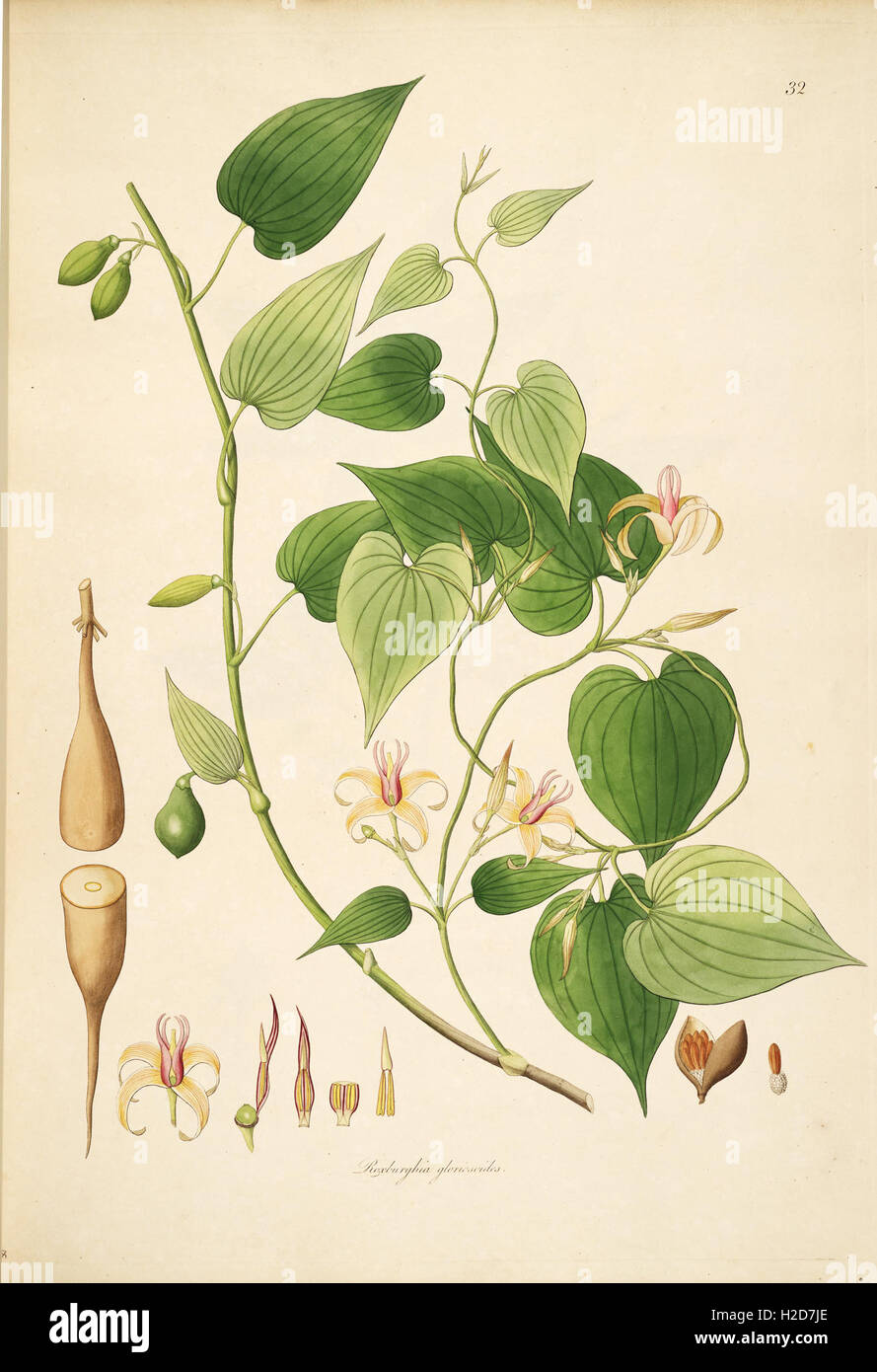Plants of the coast of Coromandel (Plate 32 Stock Photo - Alamy