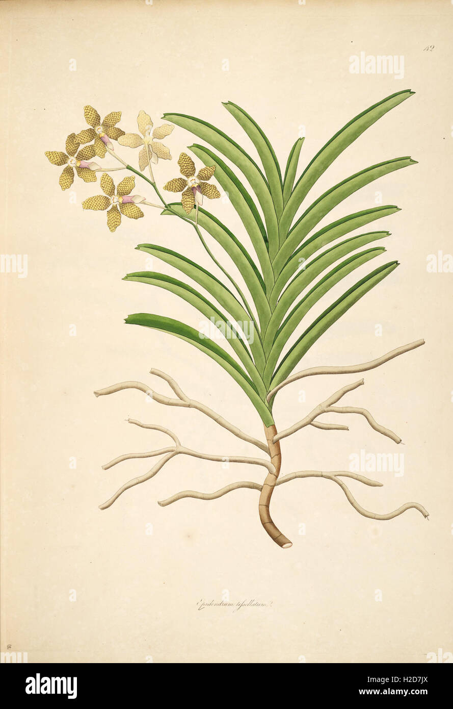 Plants of the coast of Coromandel (Plate 42 Stock Photo - Alamy