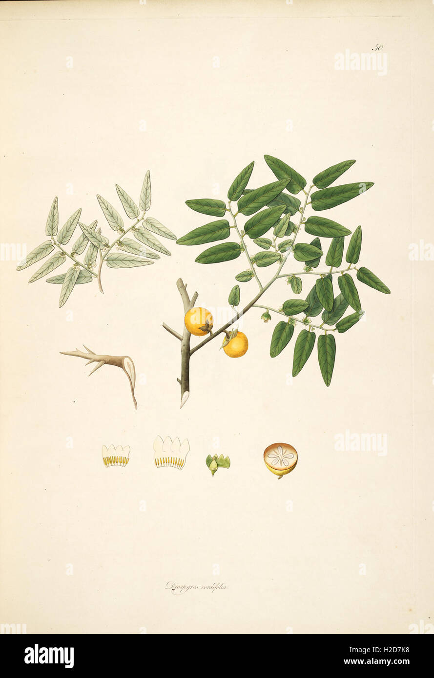 Plants of the coast of Coromandel (Plate 50 Stock Photo - Alamy