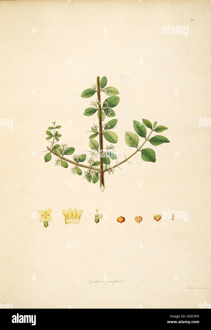 Plants of the coast of Coromandel (Plate 51 Stock Photo - Alamy