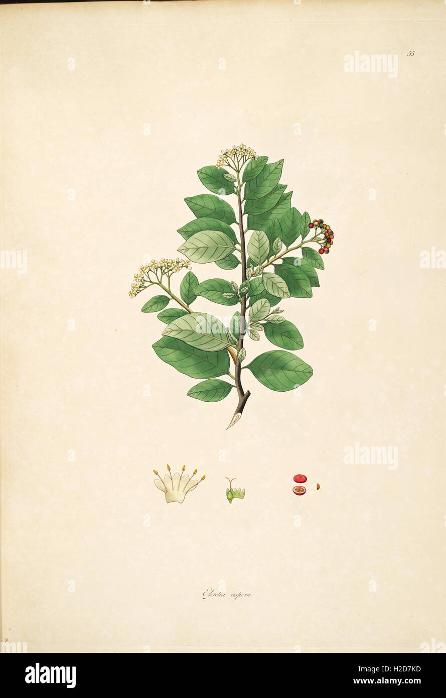 Plants of the coast of Coromandel (Plate 55 Stock Photo - Alamy