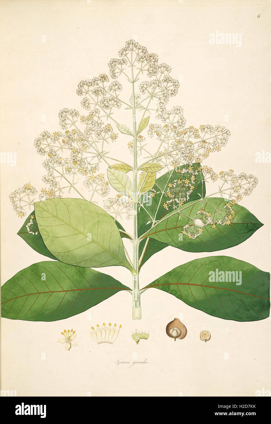 Plants of the coast of Coromandel (Plate 6 Stock Photo - Alamy