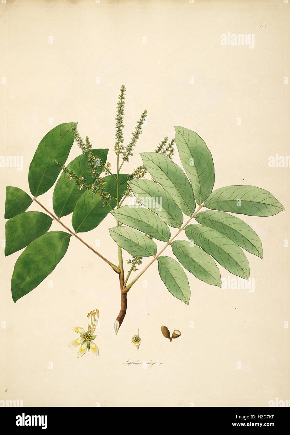 A botanical work documenting the plant species along the Coromandel ...