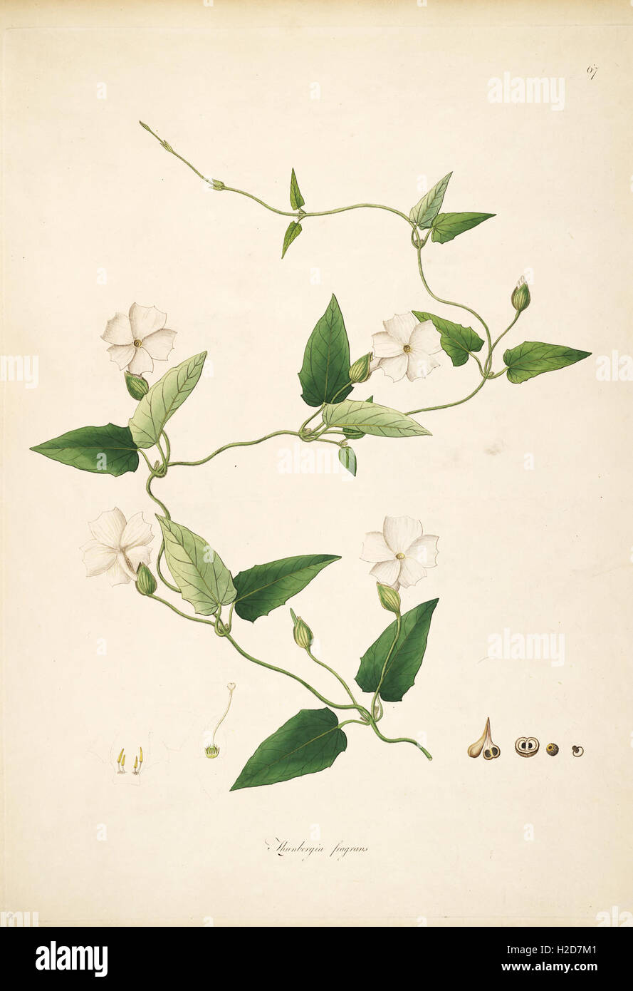 Plants of the coast of Coromandel (Plate 67 Stock Photo - Alamy
