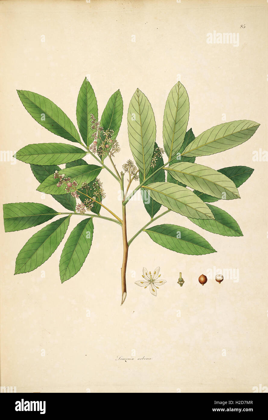 Plants of the coast of Coromandel (Plate 85 Stock Photo - Alamy