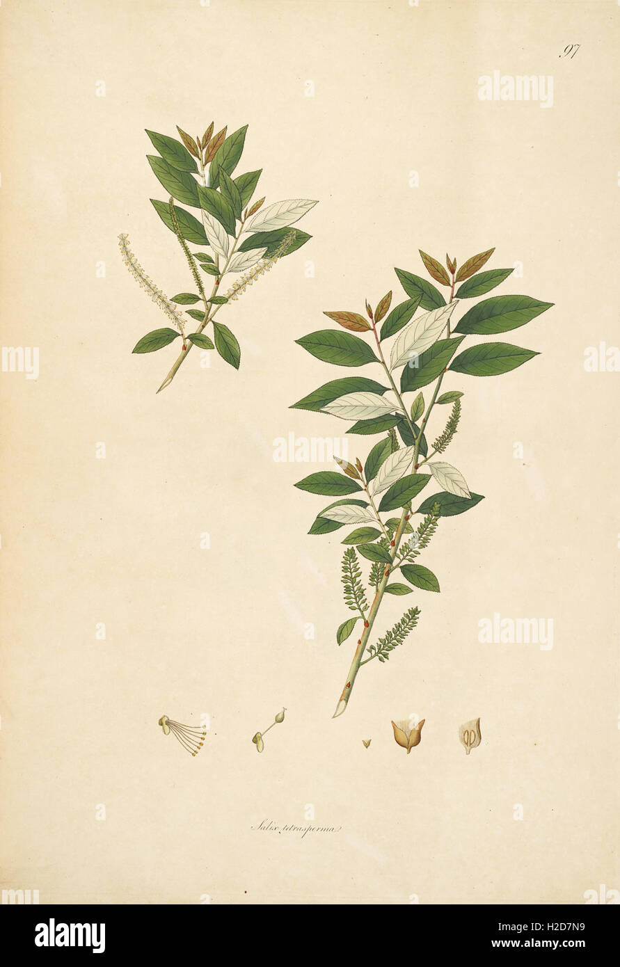 This plate illustrates various plant species native to the coastal ...