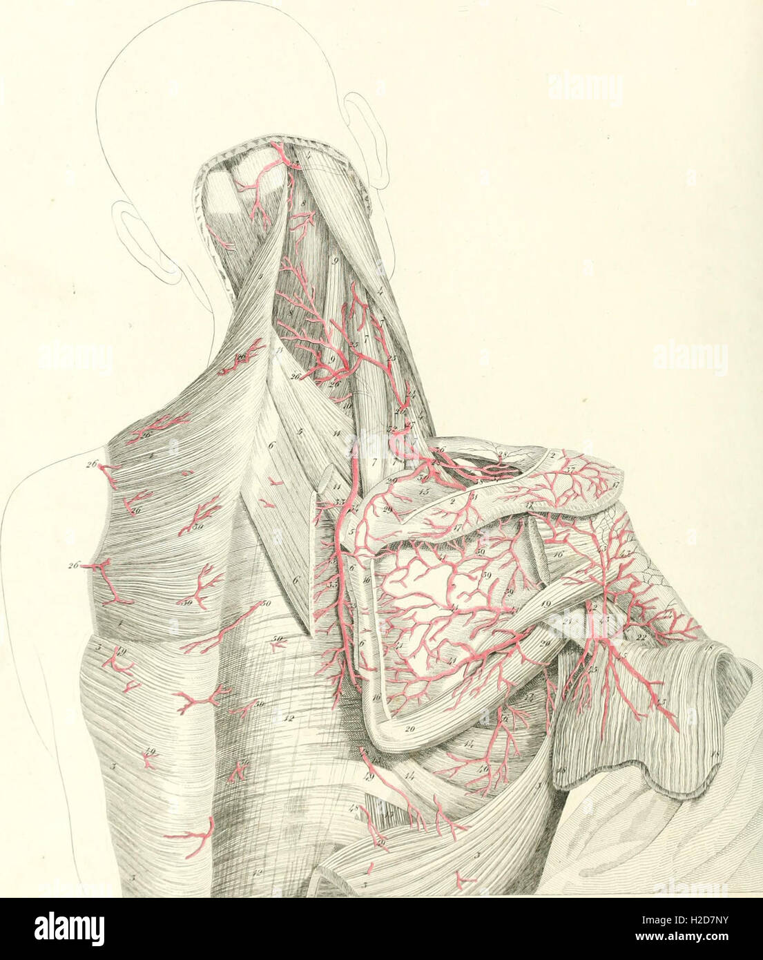 This work presents detailed illustrations of human arterial systems ...