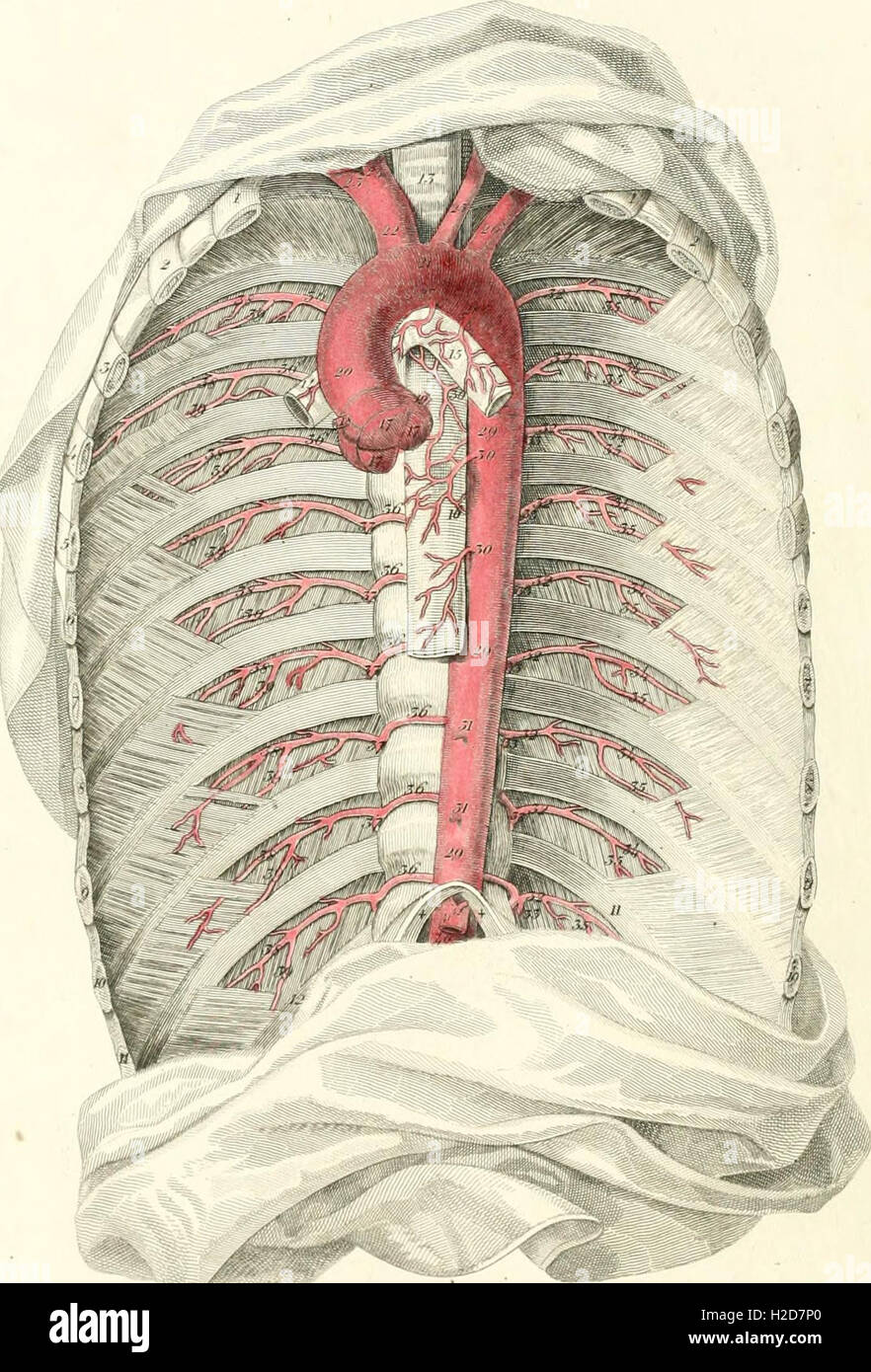This work from 1835 presents detailed anatomical plates of the human ...