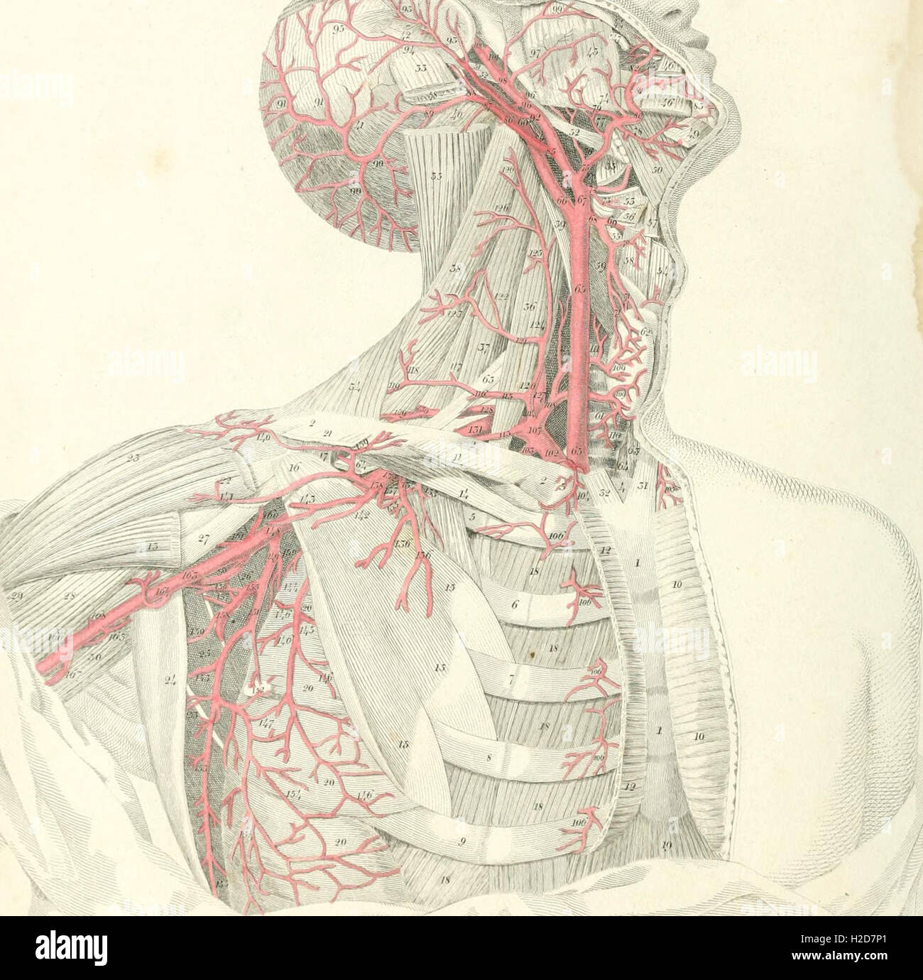 This 1835 work contains detailed anatomical illustrations of the human ...
