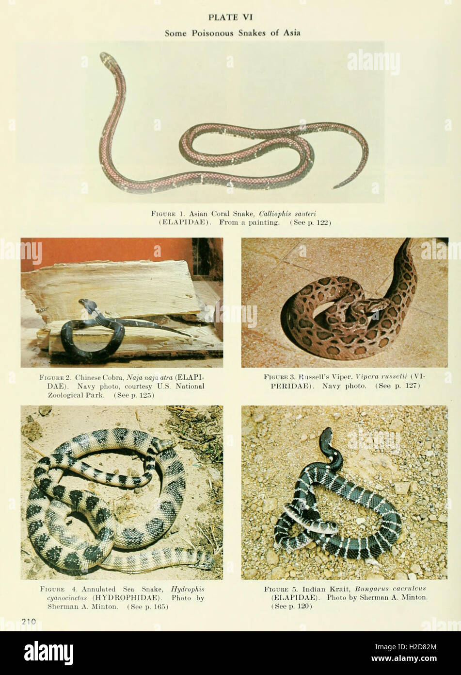 This book offers an overview of the world’s most venomous snakes ...