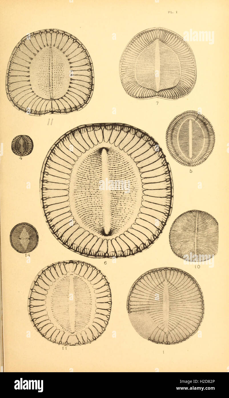 This study analyzes the diatom genus Campylodiscus, examining its ...