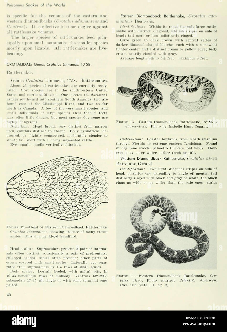 This work provides an overview of the most dangerous poisonous snakes ...
