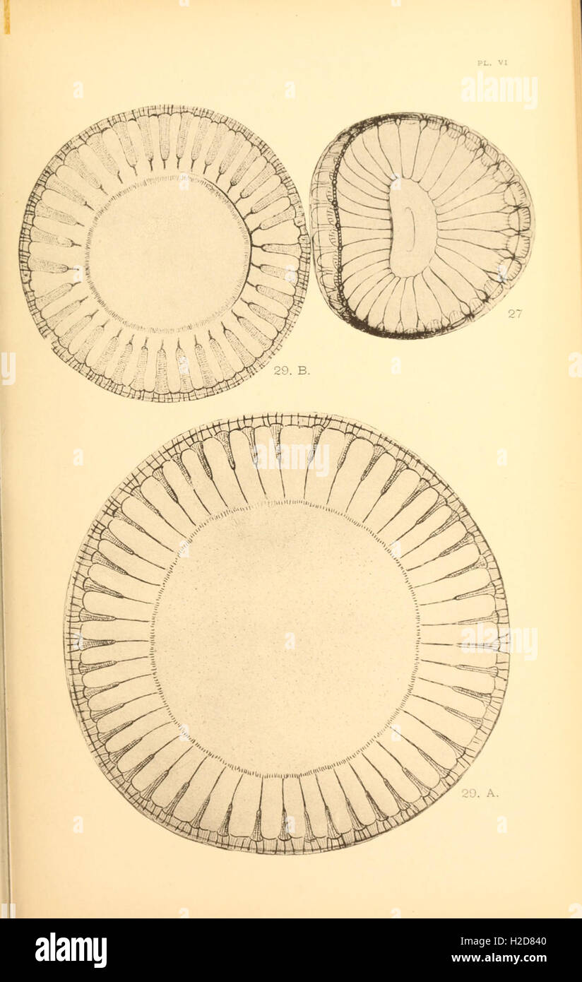 This work analyzes the diatomaceous genus Campylodiscus, focusing on ...