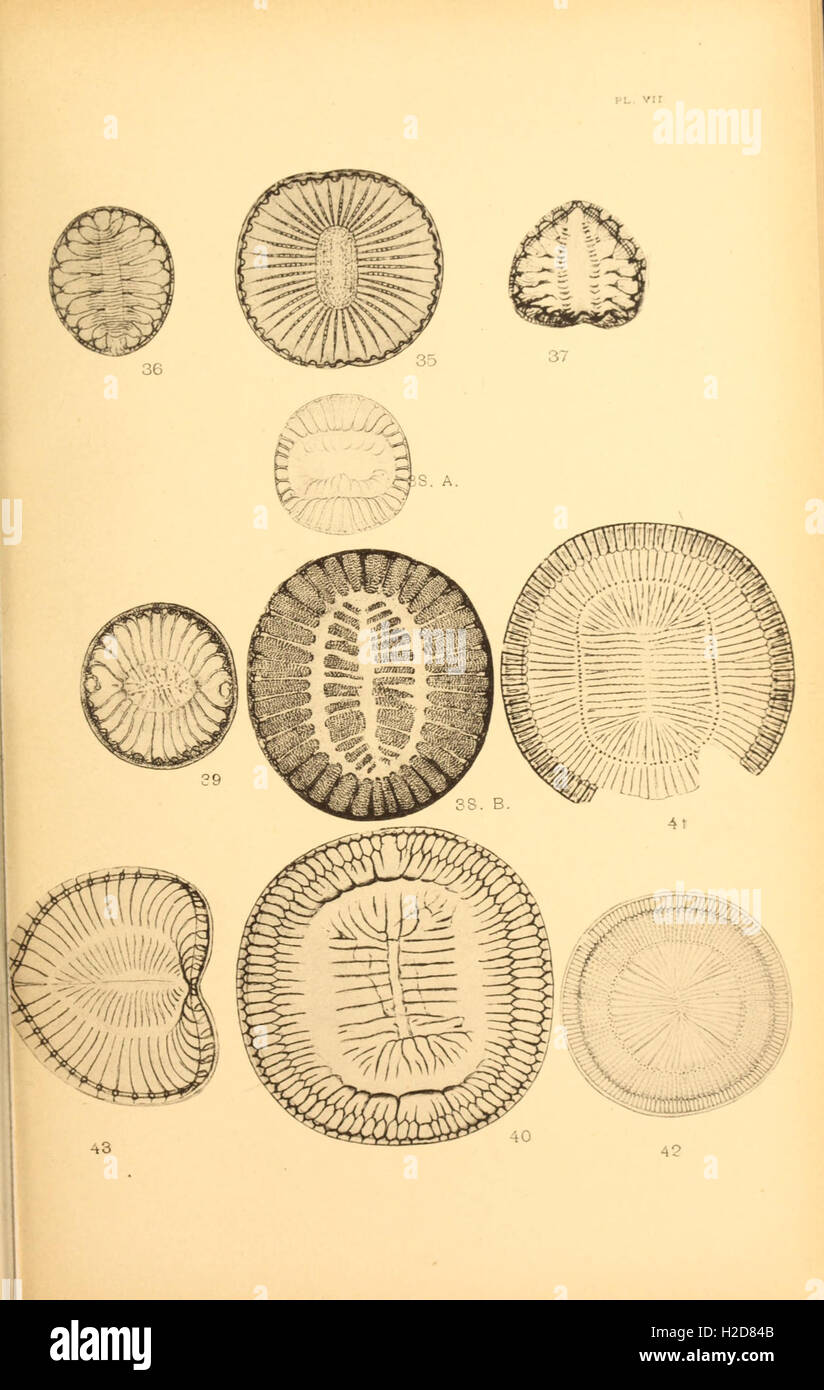 This scientific study examines the diatom genus Campylodiscus ...