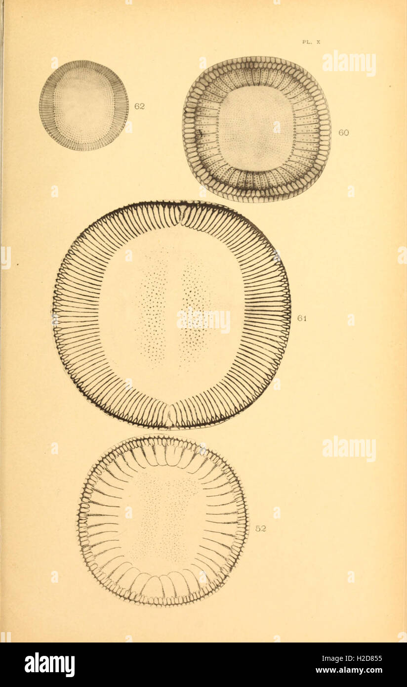 A scientific analysis of the diatom genus Campylodiscus, focusing on ...