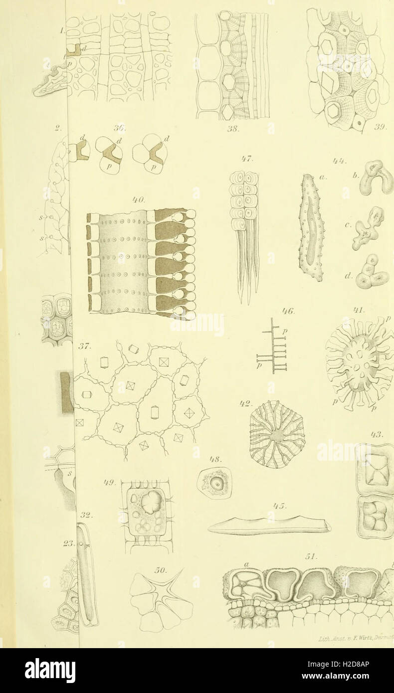 A study on the anatomical and physiological investigation of calcium ...