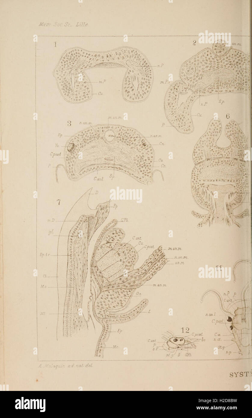 Polychaete group hi-res stock photography and images - Alamy