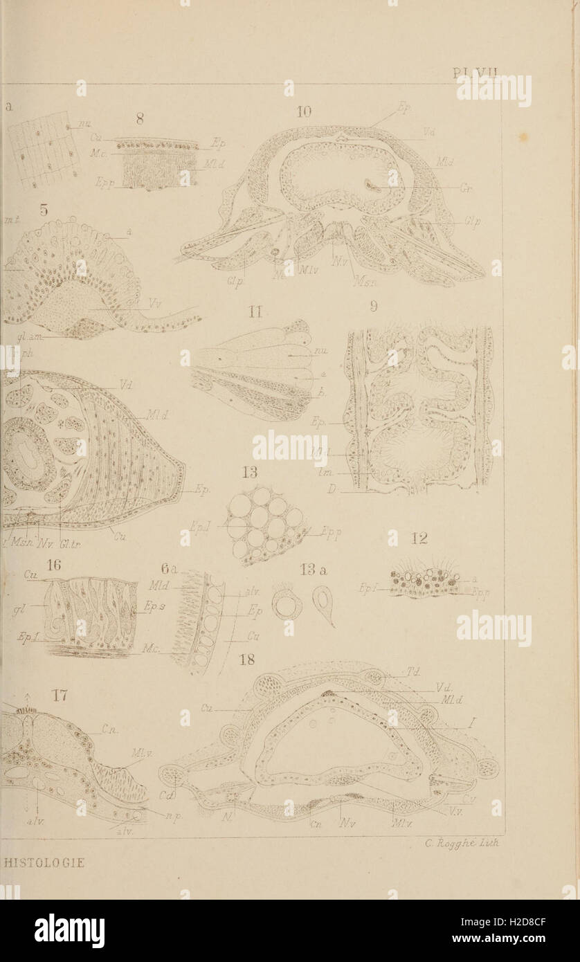 This work examines the Syllid worms, focusing on their taxonomy ...